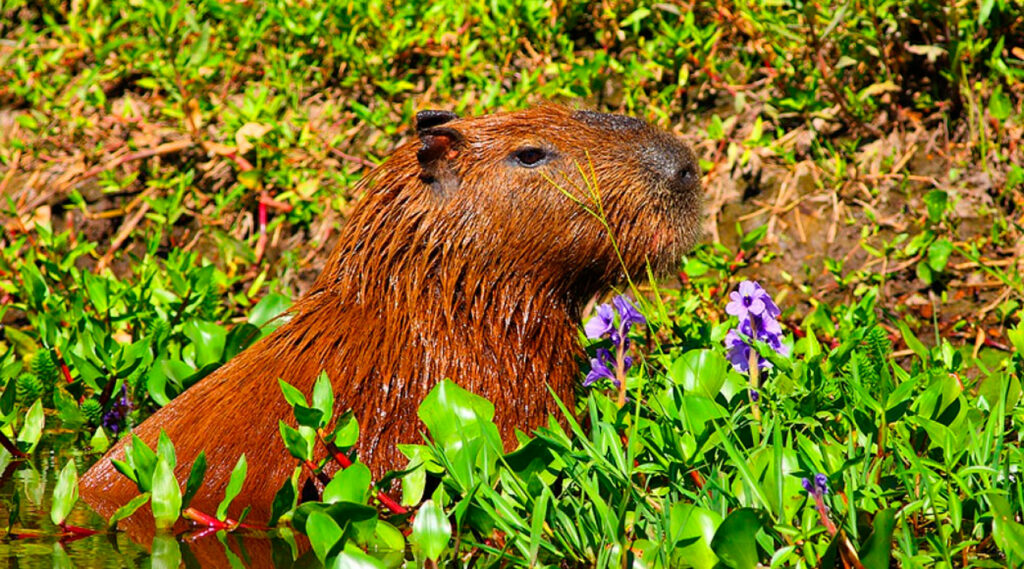 La importancia de monitorear la fauna silvestre en Entre Ríos - UNER Medios